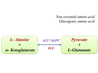 AAM-4: Metabolism of Glycine & Alanine | PPTX | Endocrine and Metabolic ...