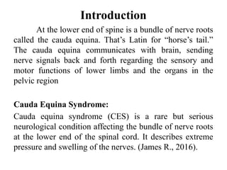 Cauda Equina Syndrome by Muhammad Muzzammil Bashir | PPT