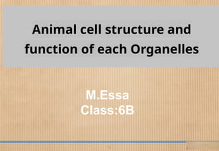 plant cell introduction for six grade students | PPTX
