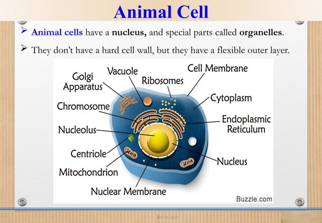 plant cell introduction for six grade students | PPTX