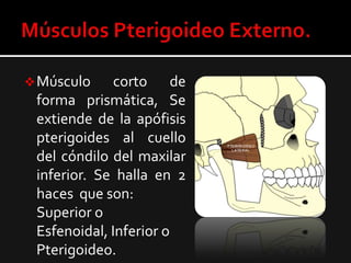 Origen E Inserción Del Músculo Pterigoideo Lateral