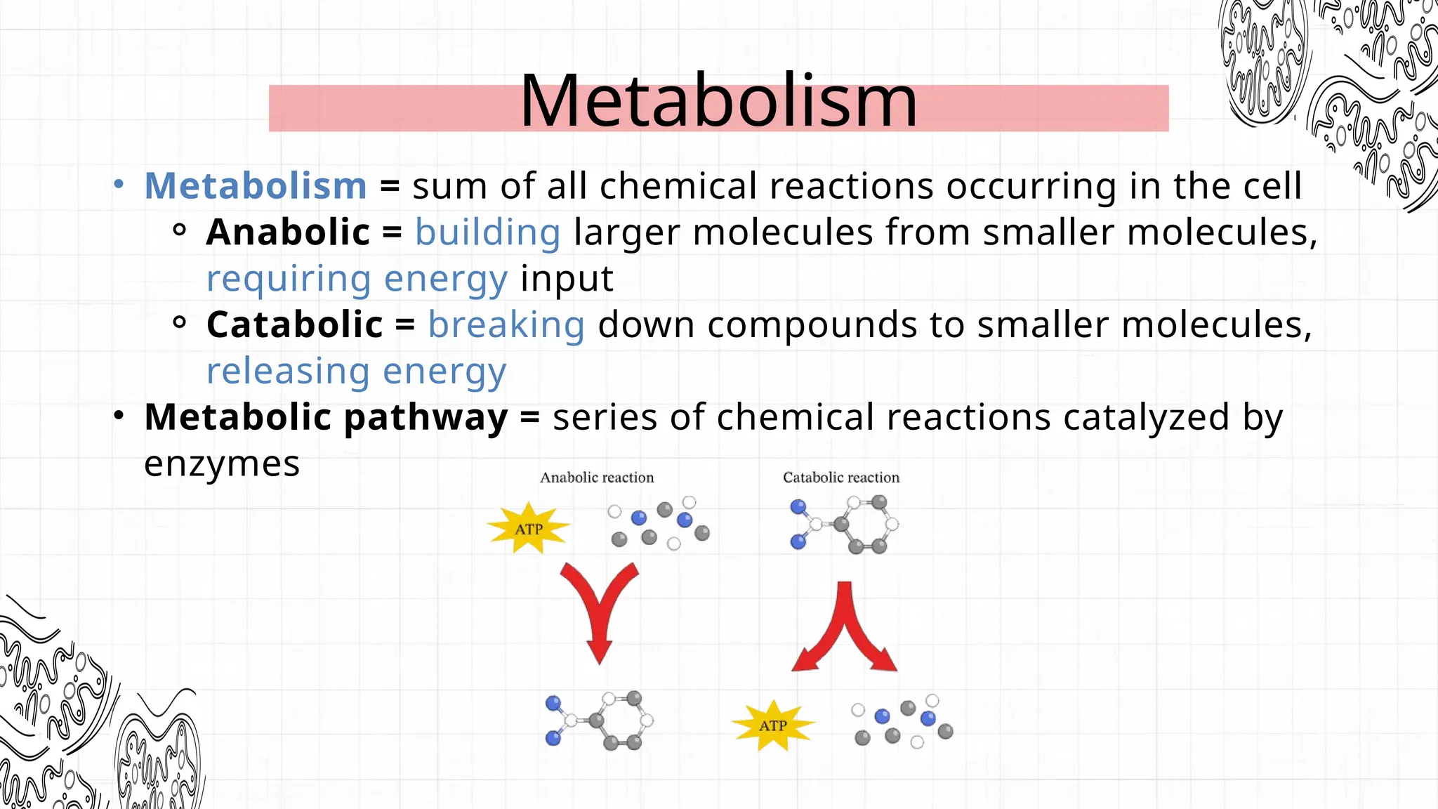 Metabolic Processes - Energy & Metabolism Slideshow | PPTX