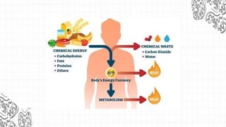 Metabolic Processes - Energy & Metabolism Slideshow | PPT
