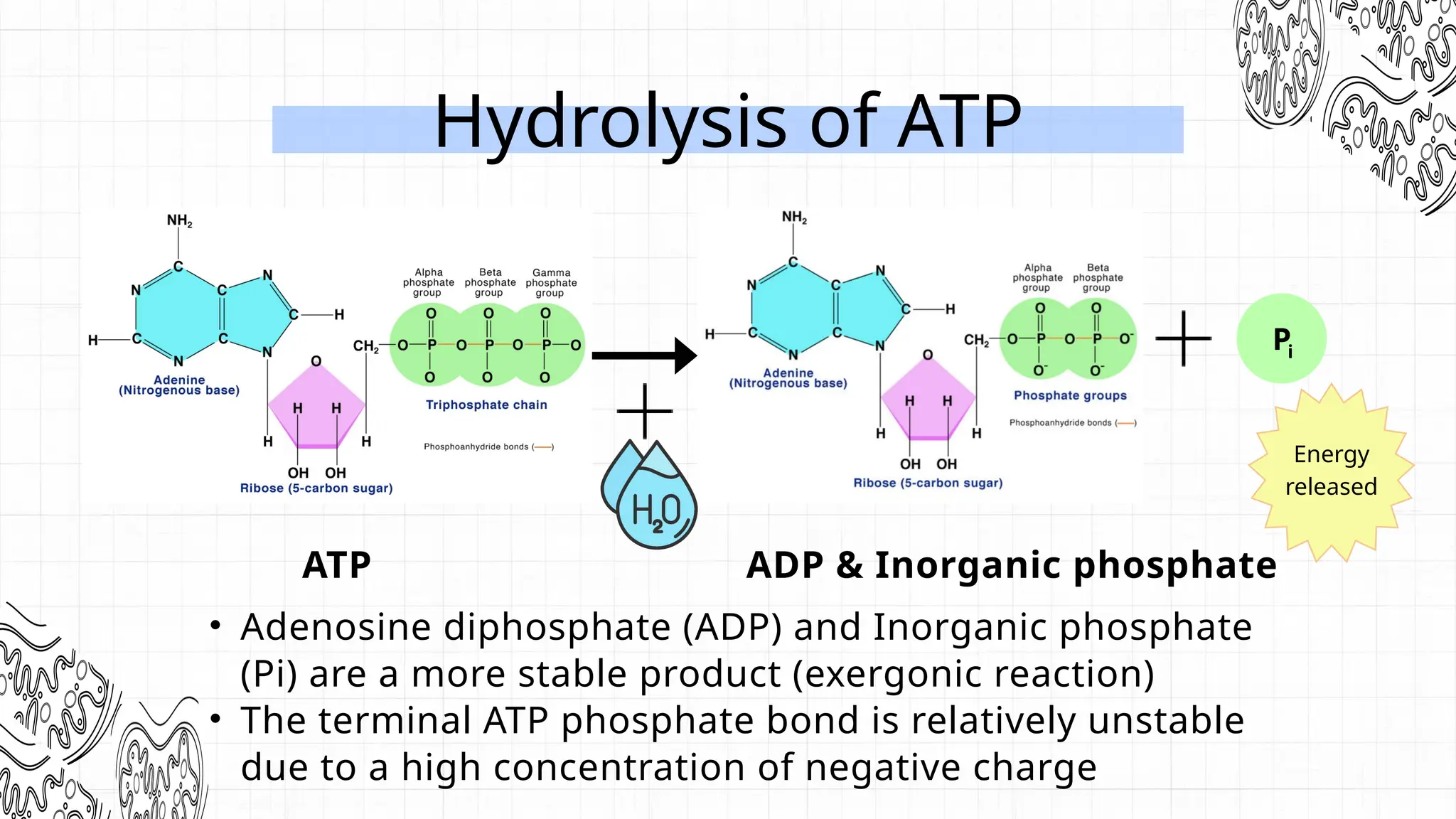 Metabolic Processes - Types of Reactions Slideshow | PPTX