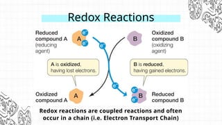 Metabolic Processes - Types of Reactions Slideshow | PPTX