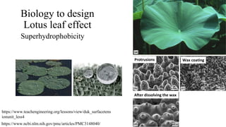 Biology For engineering - biomimimcry | PDF