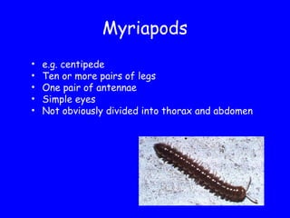 [M1.1] READ - Classification (PowerPoint) v1a.ppt
