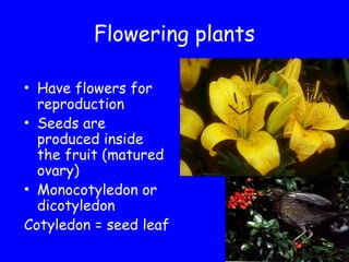 [M1.1] READ - Classification (PowerPoint) v1a.ppt