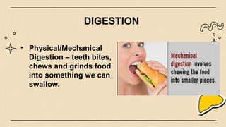 M1-The Digestive System: Structures, Function, and Processes | PPTX