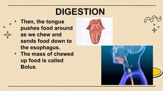 M1-The Digestive System: Structures, Function, and Processes | PPTX