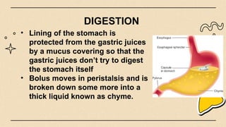 M1-The Digestive System: Structures, Function, and Processes | PPTX