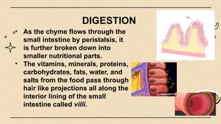 M1-The Digestive System: Structures, Function, and Processes | PPTX