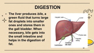 M1-The Digestive System: Structures, Function, and Processes | PPTX