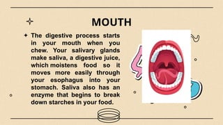 M1-The Digestive System: Structures, Function, and Processes | PPTX