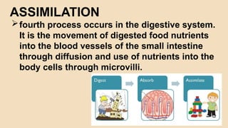 M1-The Digestive System: Structures, Function, and Processes | PPTX