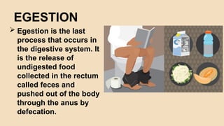 M1-The Digestive System: Structures, Function, and Processes | PPTX