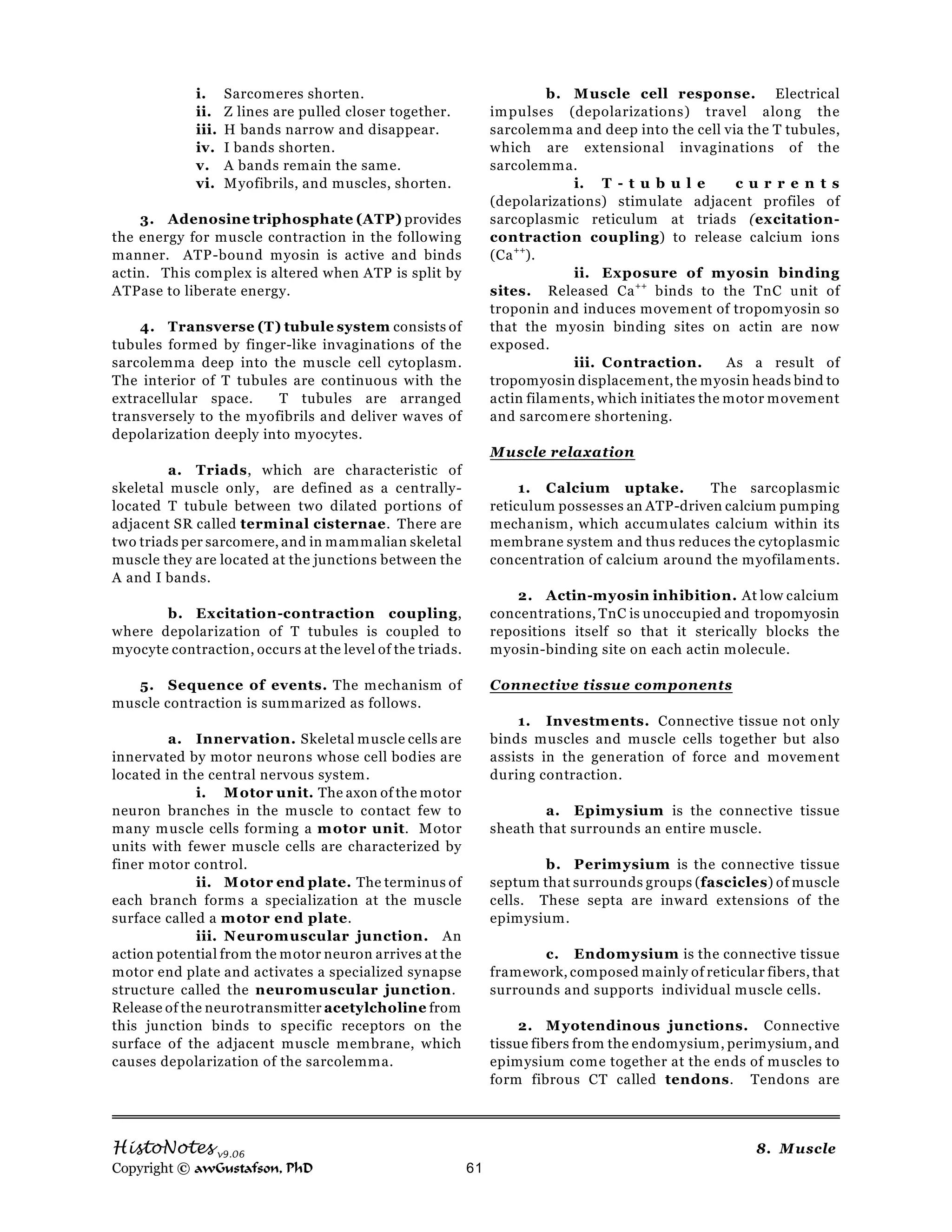 muscle characterized and short important points | PDF