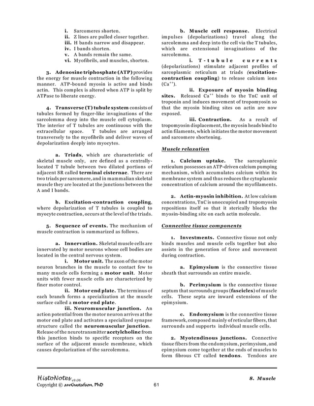 muscle characterized and short important points | PDF