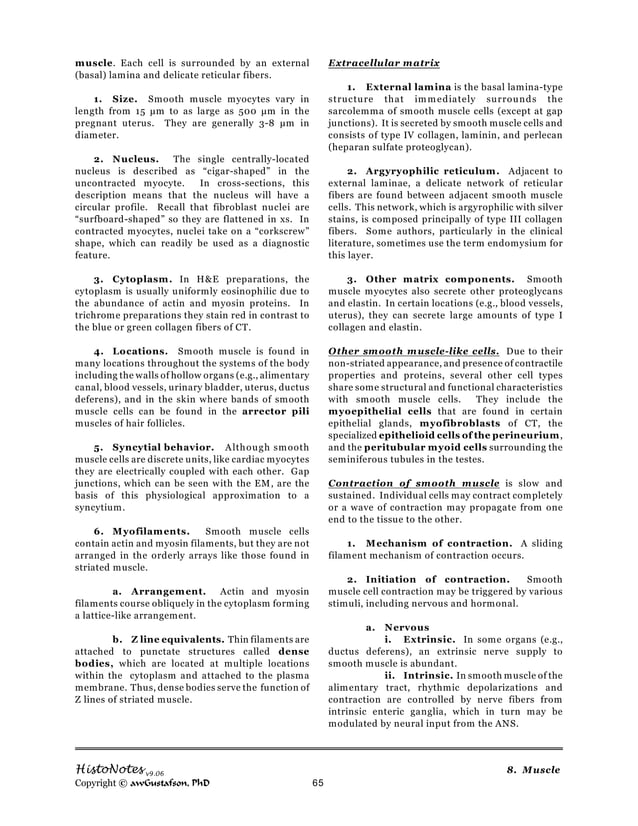 muscle characterized and short important points | PDF