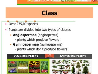 M1_1 - PLANT TAXONOMY ONLINE.pdf