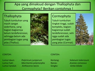 M12 kelompok 7 organ tanaman | PPTX