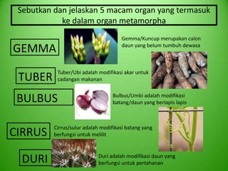M12 kelompok 7 organ tanaman | PPTX