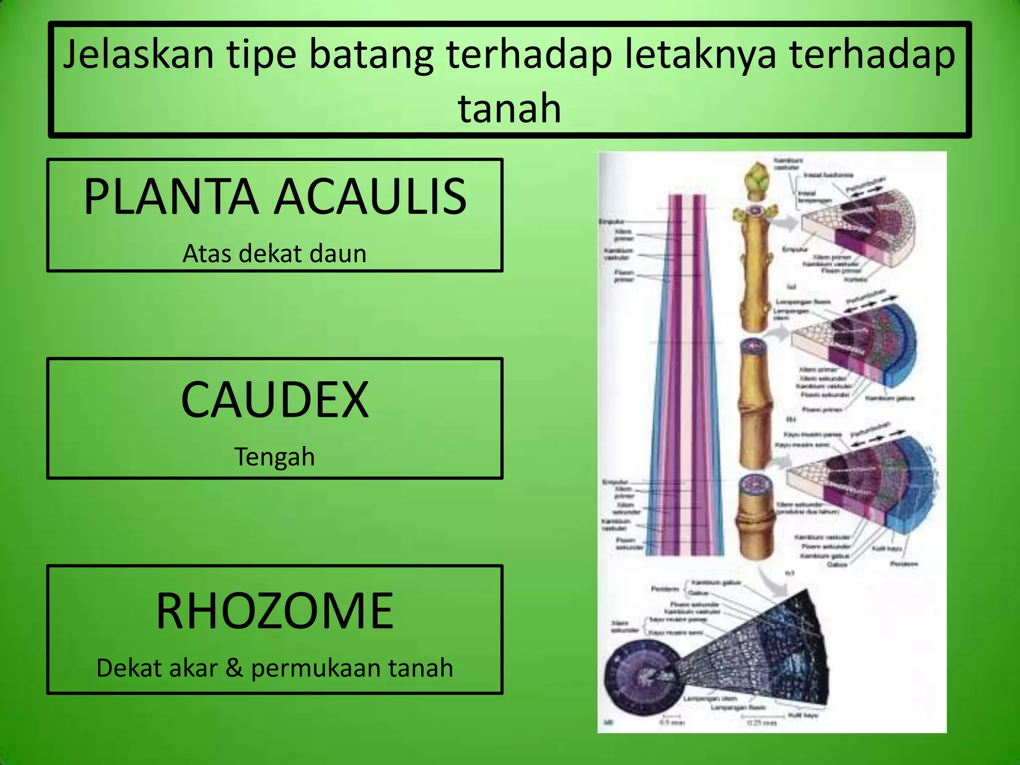 M13 kelompok 7 akar dan batang | PPTX