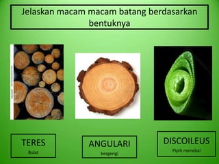 M13 kelompok 7 akar dan batang | PPTX