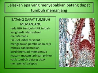 M13 kelompok 7 akar dan batang | PPTX