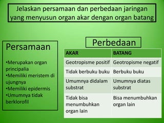 M13 kelompok 7 akar dan batang | PPTX
