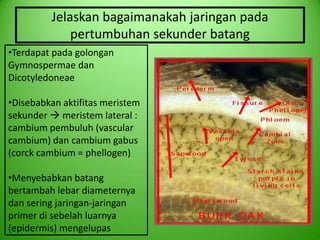 M13 kelompok 7 akar dan batang | PPTX