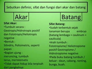 M13 kelompok 7 akar dan batang | PPTX