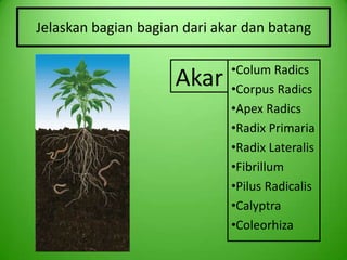 M13 kelompok 7 akar dan batang | PPTX