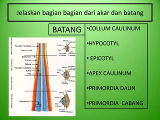 M13 kelompok 7 akar dan batang | PPTX