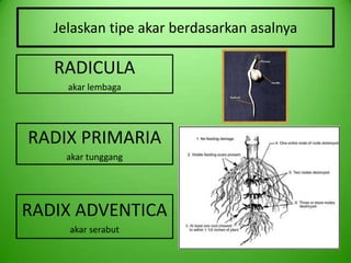 M13 kelompok 7 akar dan batang | PPTX