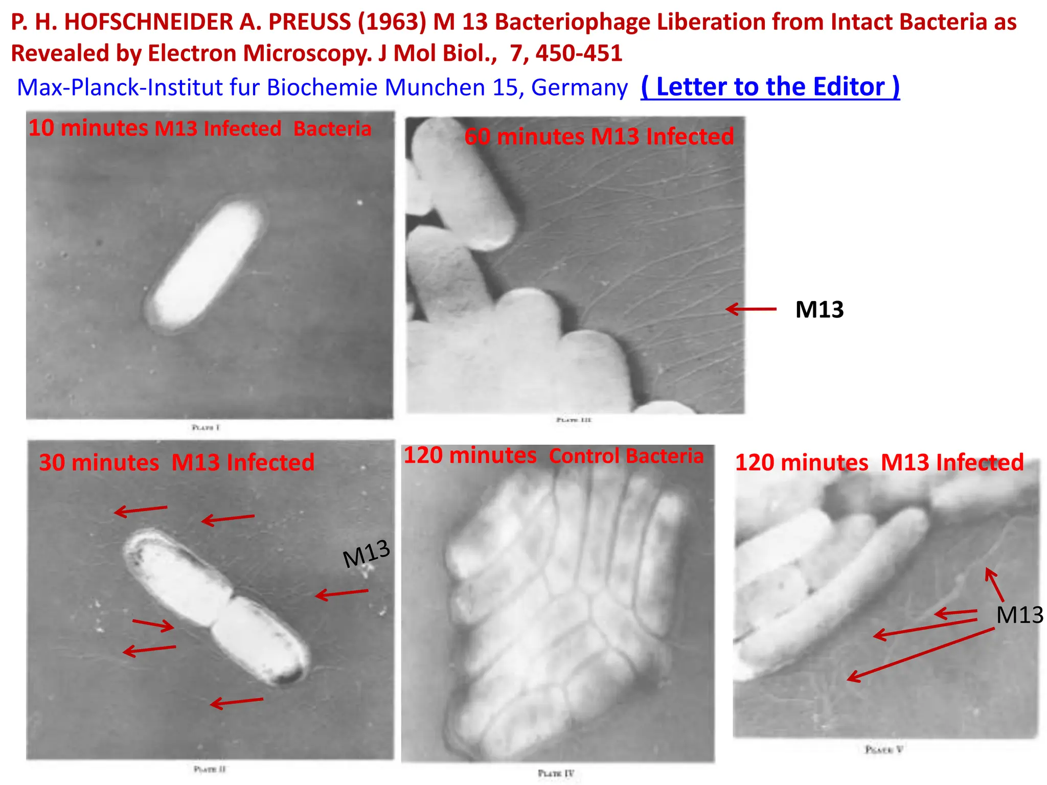 Lectures PPT of Prof. Sanjeev Puri, on M13 phage | PPTX