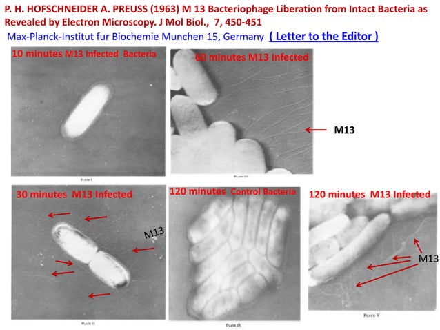Lectures PPT of Prof. Sanjeev Puri, on M13 phage | PPTX | Genetics ...