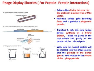 Lectures PPT of Prof. Sanjeev Puri, on M13 phage | PPTX
