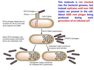Lectures PPT of Prof. Sanjeev Puri, on M13 phage | PPTX