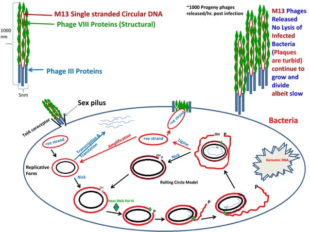 Lectures PPT of Prof. Sanjeev Puri, on M13 phage | PPTX | Genetics | Science
