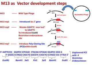 Lectures PPT of Prof. Sanjeev Puri, on M13 phage | PPTX
