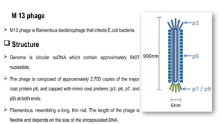 M13 phage vector with Lifecyle, genome feature, vector making ...