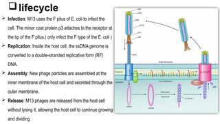 M13 phage vector with Lifecyle, genome feature, vector making ...