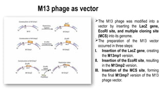 M13 phage vector with Lifecyle, genome feature, vector making, application, comparison with ...