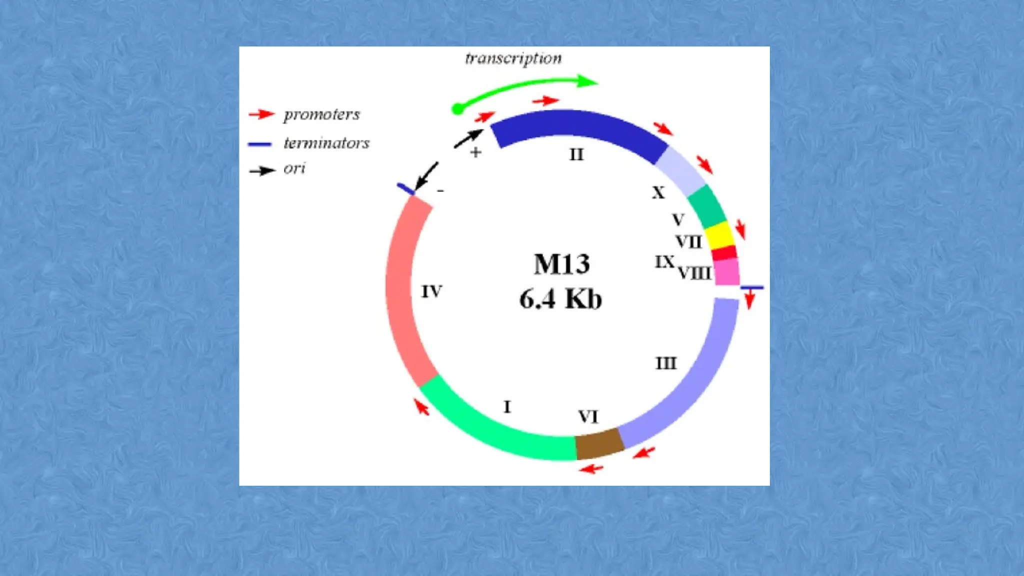 M13 VECTOR in Microbial Biotechnology.pptx | Biotech and Biomedical ...
