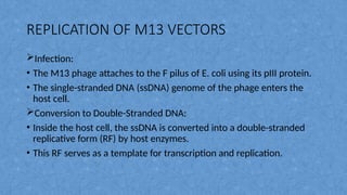 M13 VECTOR in Microbial Biotechnology.pptx