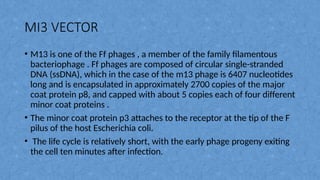 M13 VECTOR in Microbial Biotechnology.pptx | Biotech and Biomedical ...