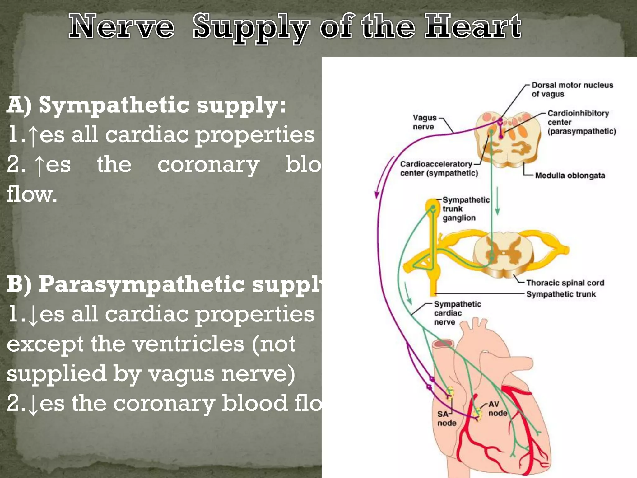 Structure of the Cardiac muscles | PDF
