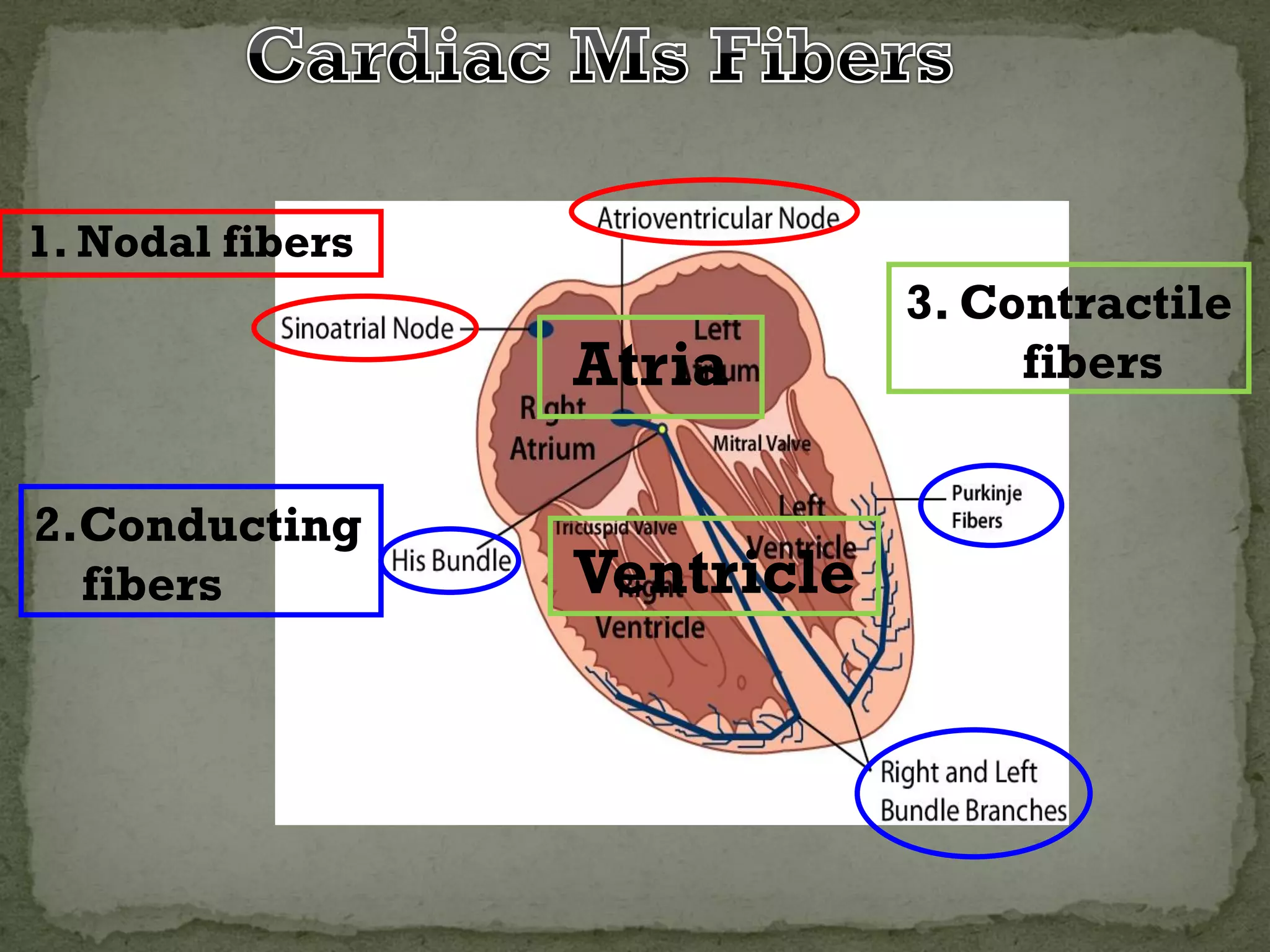 Structure of the Cardiac muscles | PDF