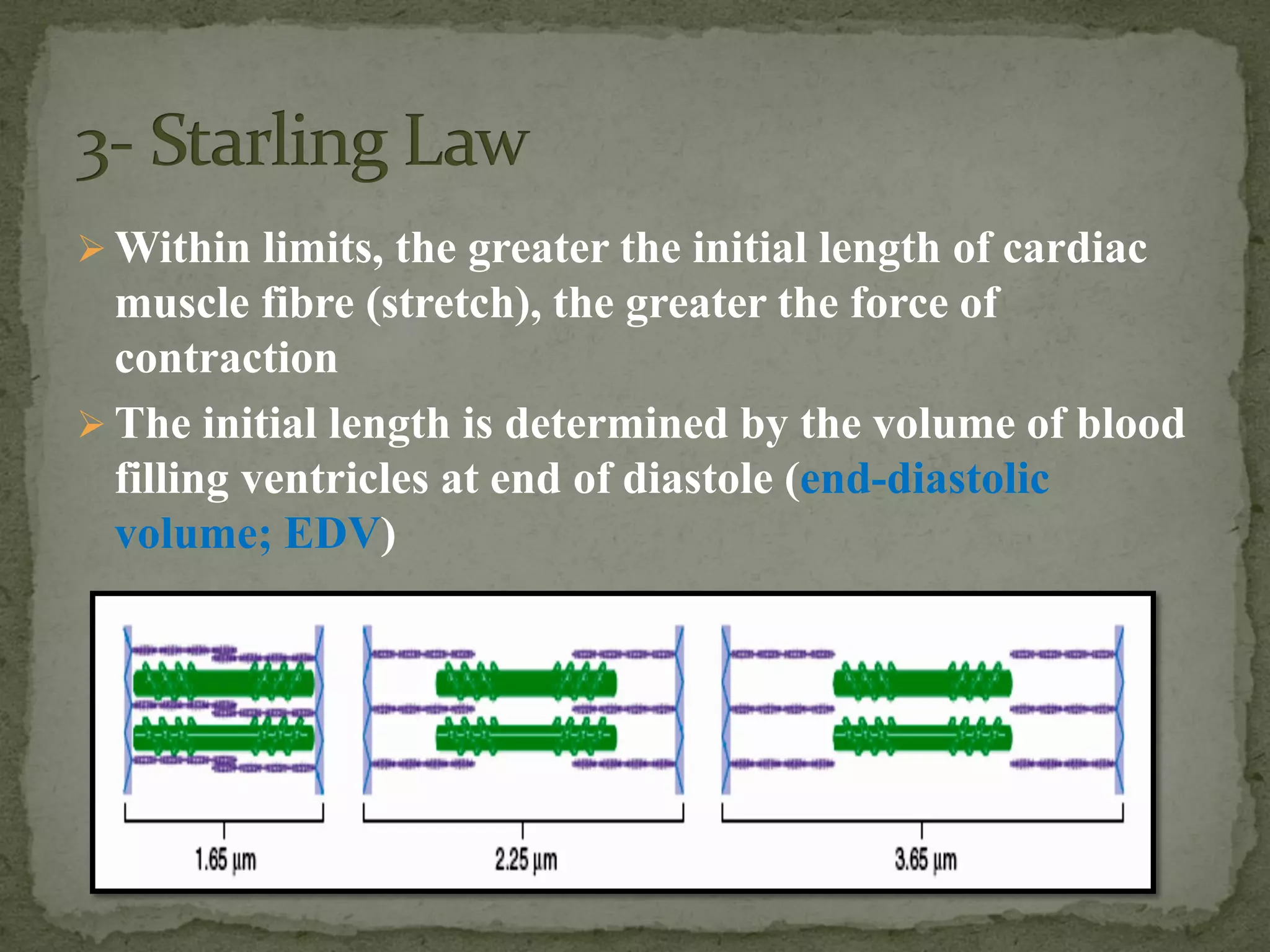 Structure of the Cardiac muscles | PDF